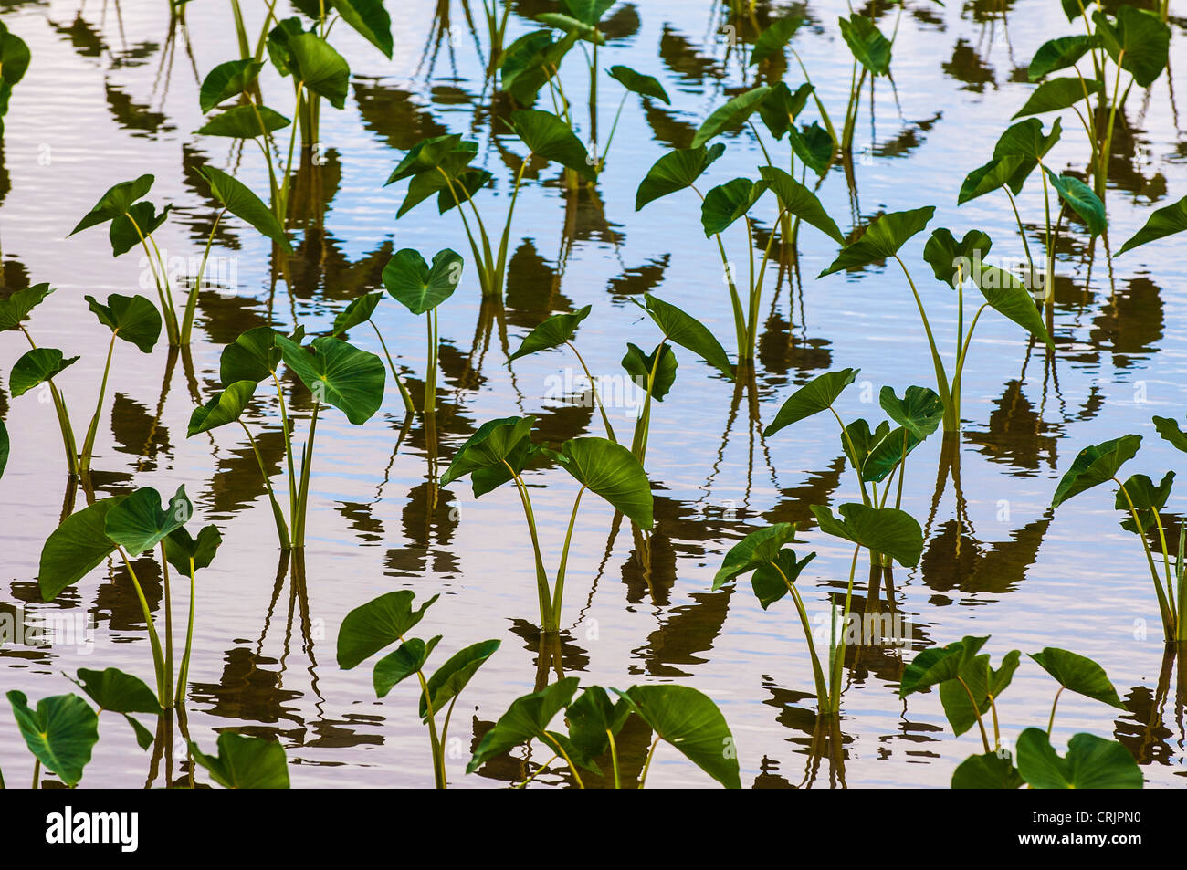 Taro field, Hanalei, Kauai, Hawaii Stock Photo - Alamy