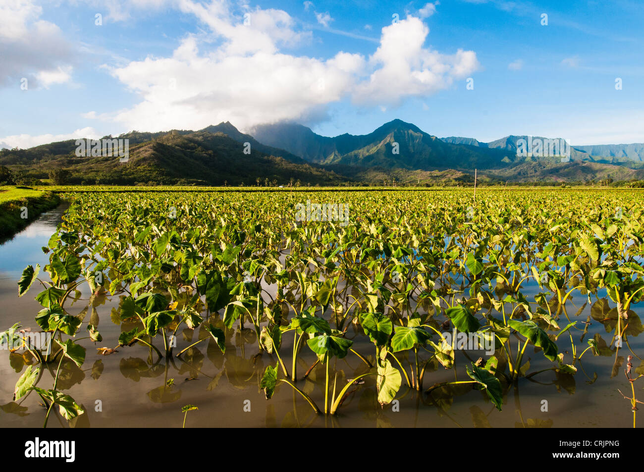 Poi hawaii hi-res stock photography and images - Alamy