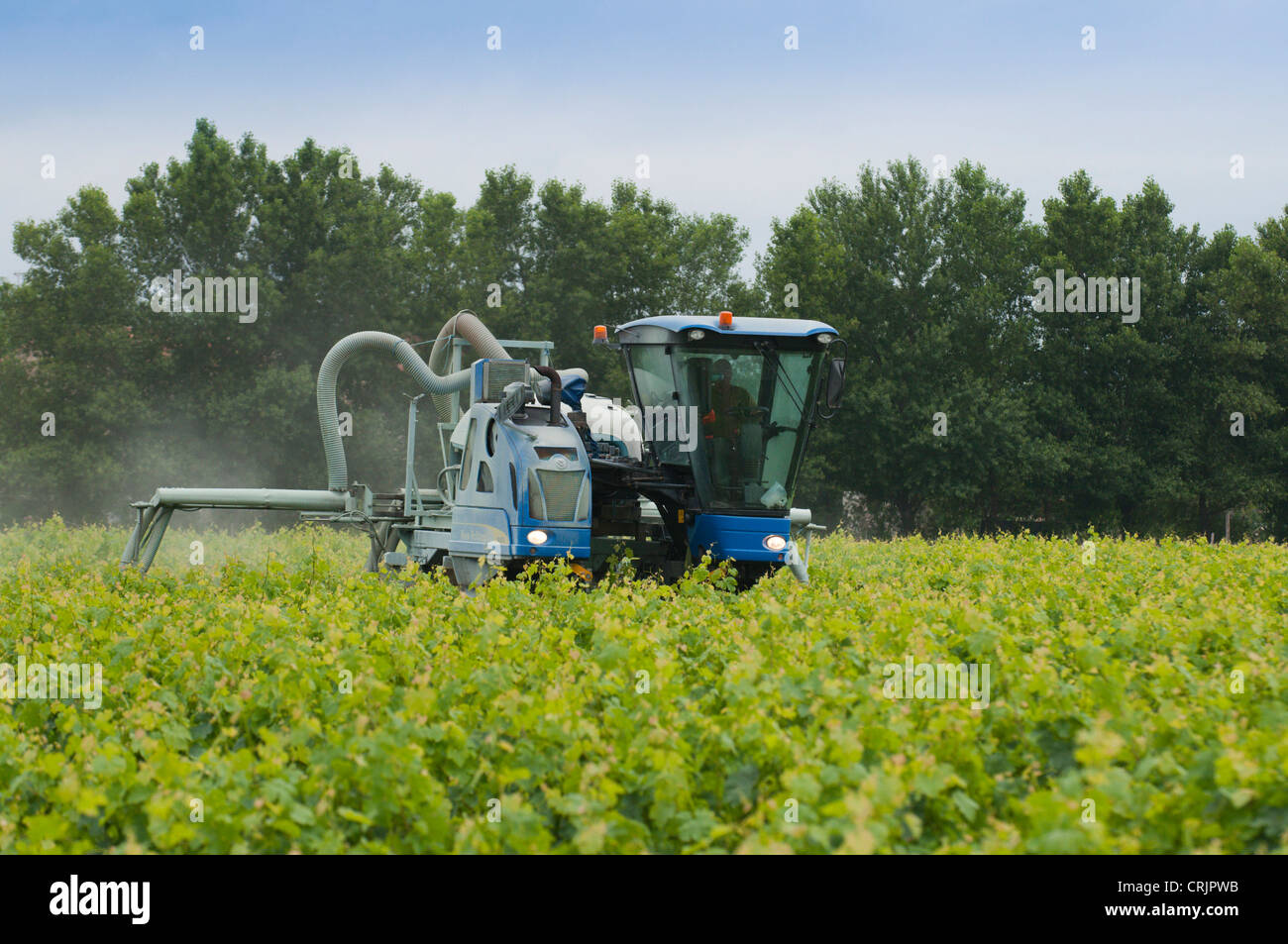 chemical pest control with a harvester in a vineyard, France, Languedoc ...