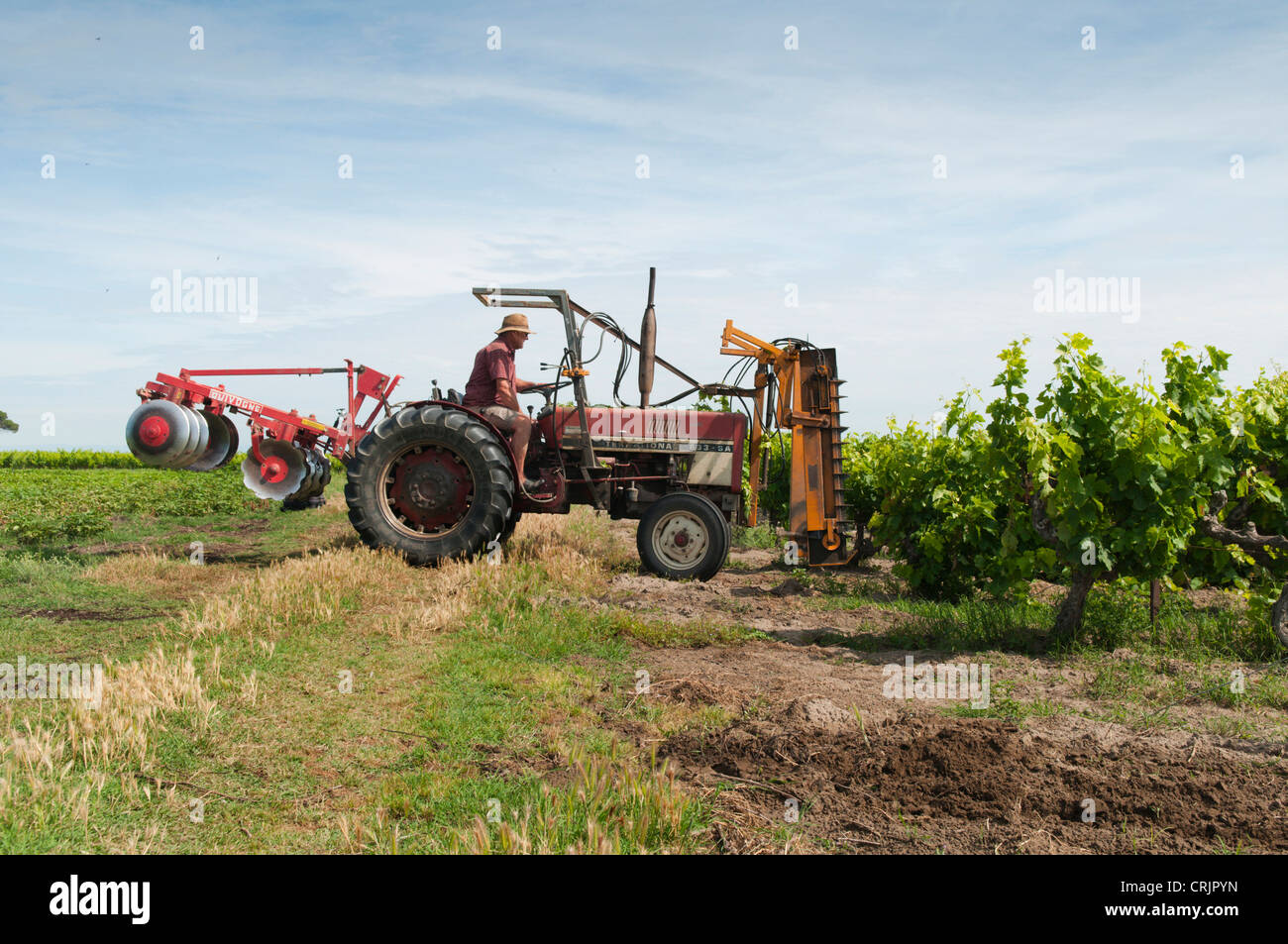 wine dresser at work with his tractor in a vineyard, cutting shoots ...