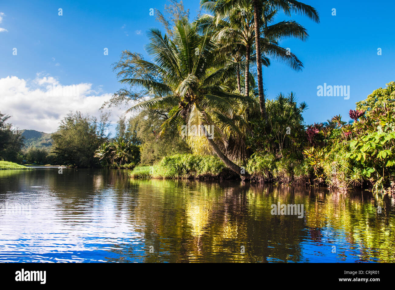 Tropical flora reflected in fresh water stream, Kauai, Hawaii Stock ...