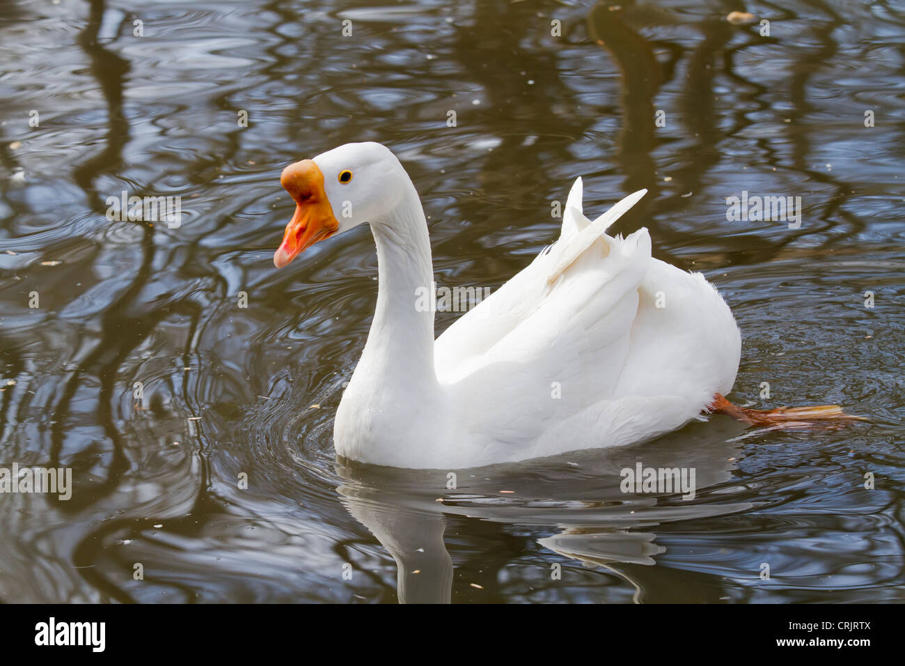 White goose at Yellow river ranch, Georgia, USA Stock Photo - Alamy