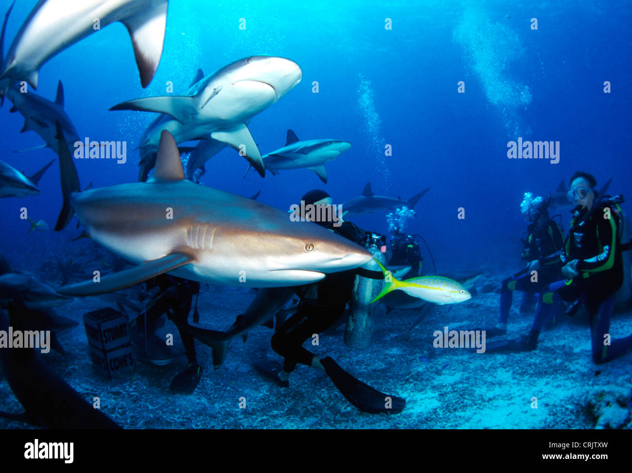Large group of animals photos hi-res stock photography and images - Alamy