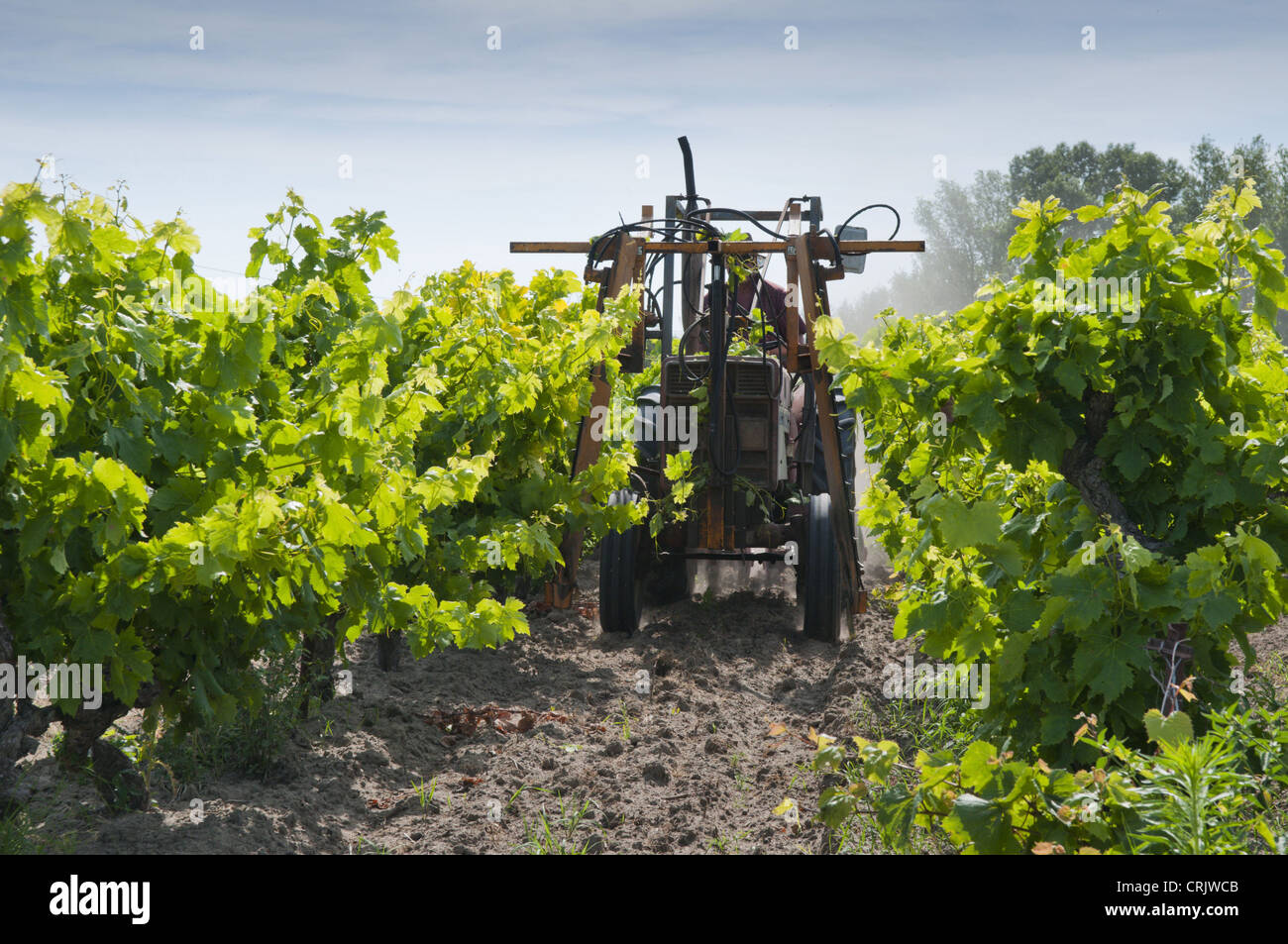 wine dresser at work with his tractor in a vineyard, cutting shoots ...