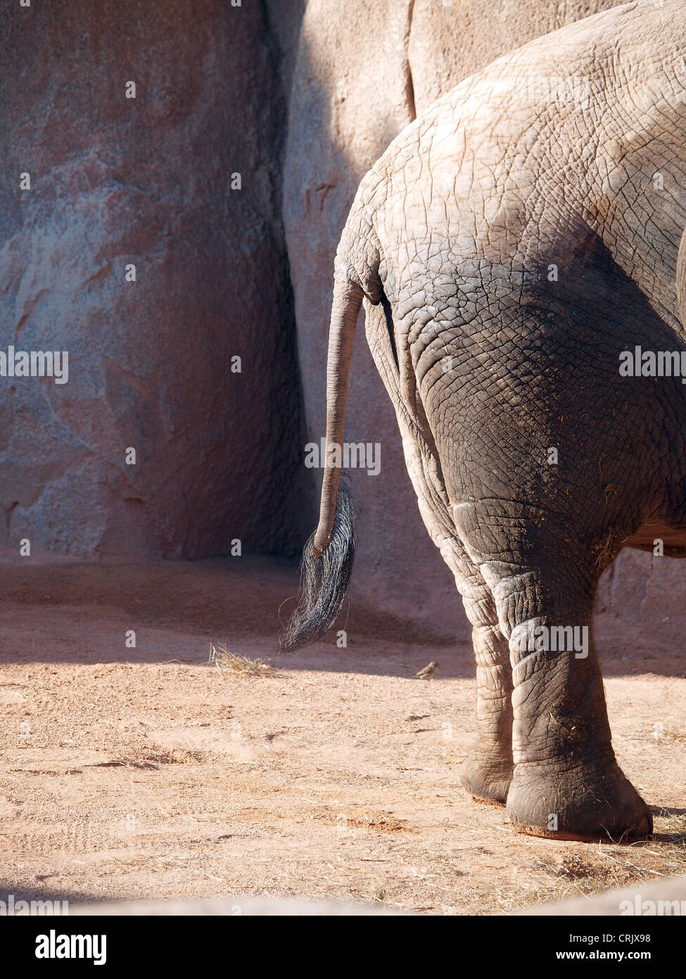 Close up of an african elephant back Stock Photo - Alamy