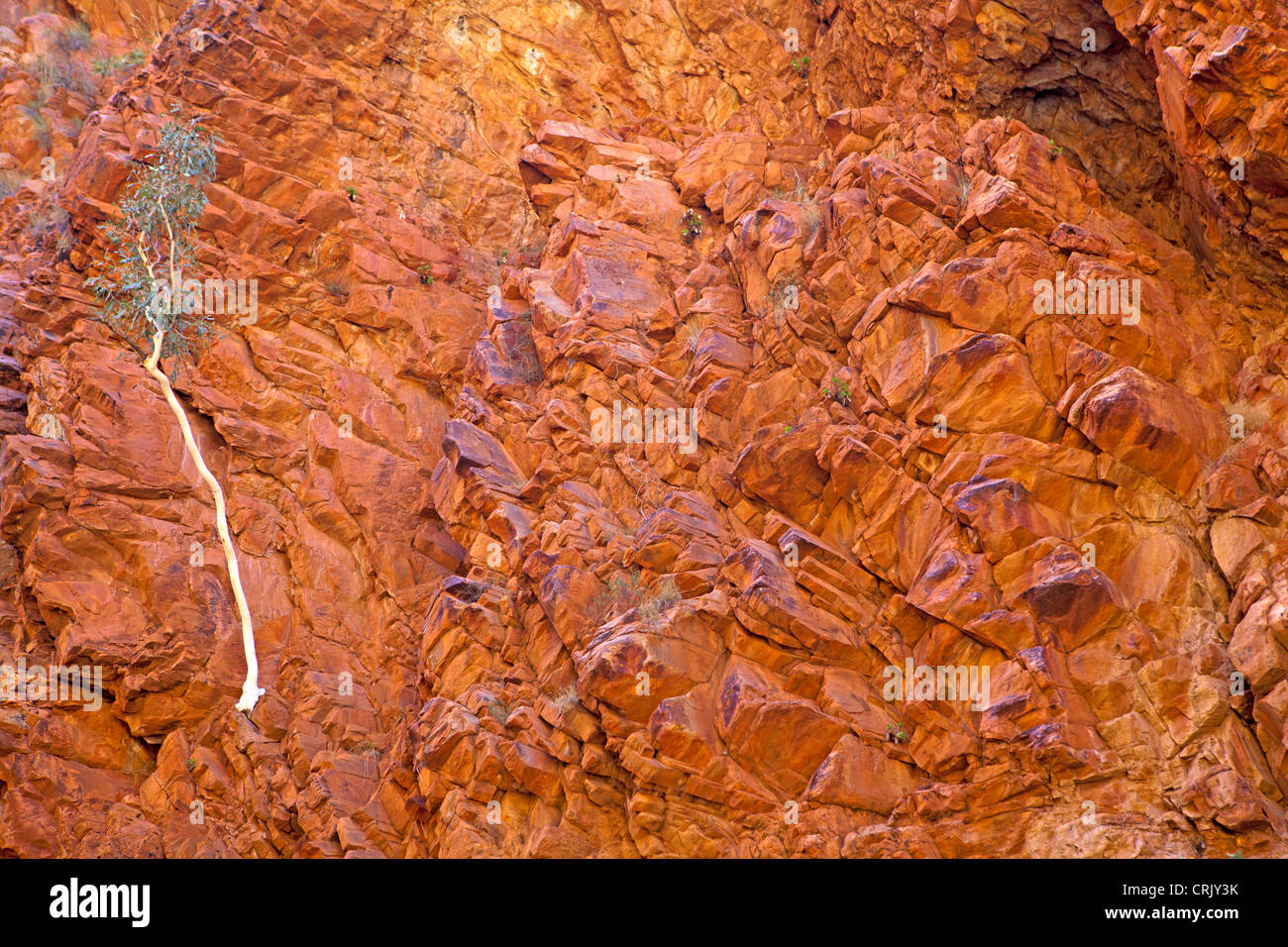 Ghost gum growing out of a cliff face in Redbank Gorge in the West ...