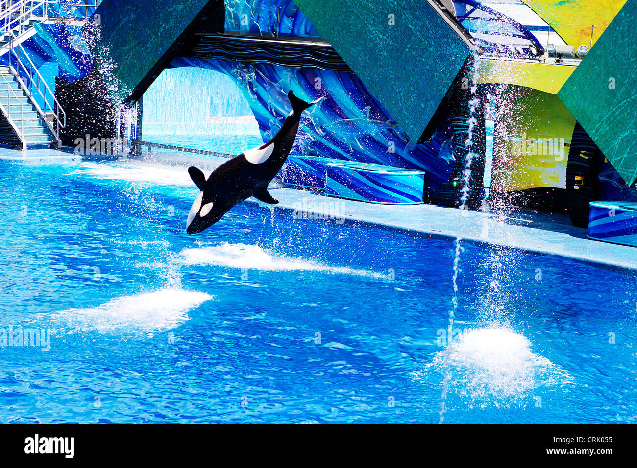 Seaworld Orlando Shamu Stock Photos & Seaworld Orlando Shamu Stock ...