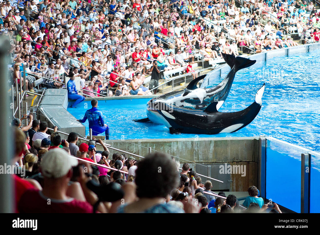 Sea world Orlando - Shamu and the killer whales perform their show ...