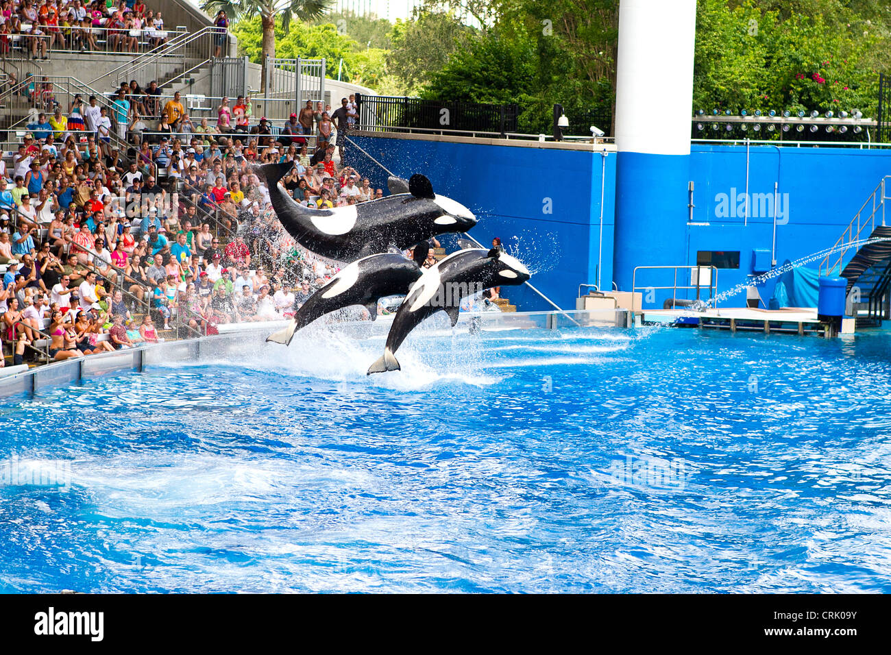 Killer whale seaworld hi-res stock photography and images - Alamy