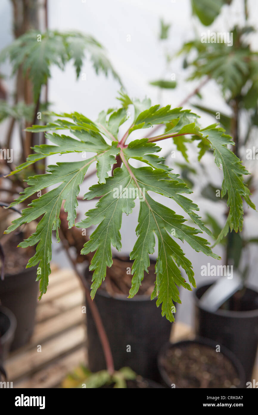 Geranium palmatum hi-res stock photography and images - Alamy