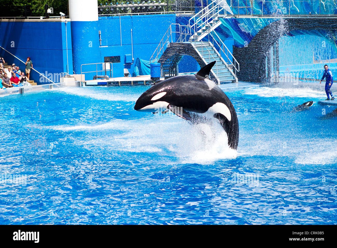 Sea world Orlando - Shamu and the killer whales perform their show ...