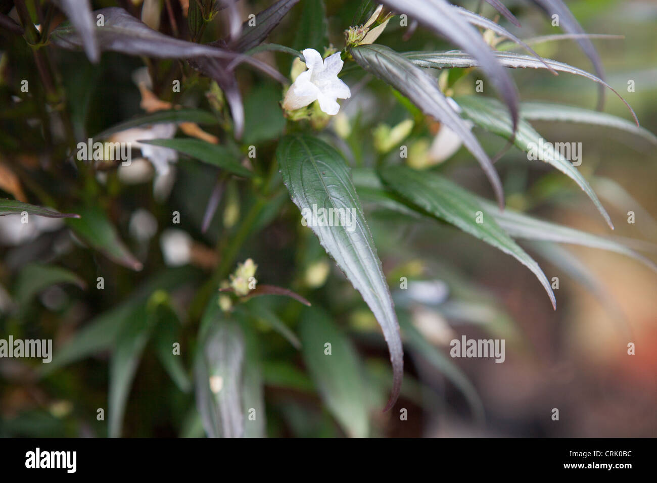 Strobilanthes anisophyllus - flowering, close up detail Stock Photo - Alamy