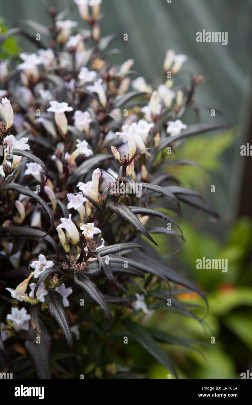 Strobilanthes High Resolution Stock Photography and Images - Alamy