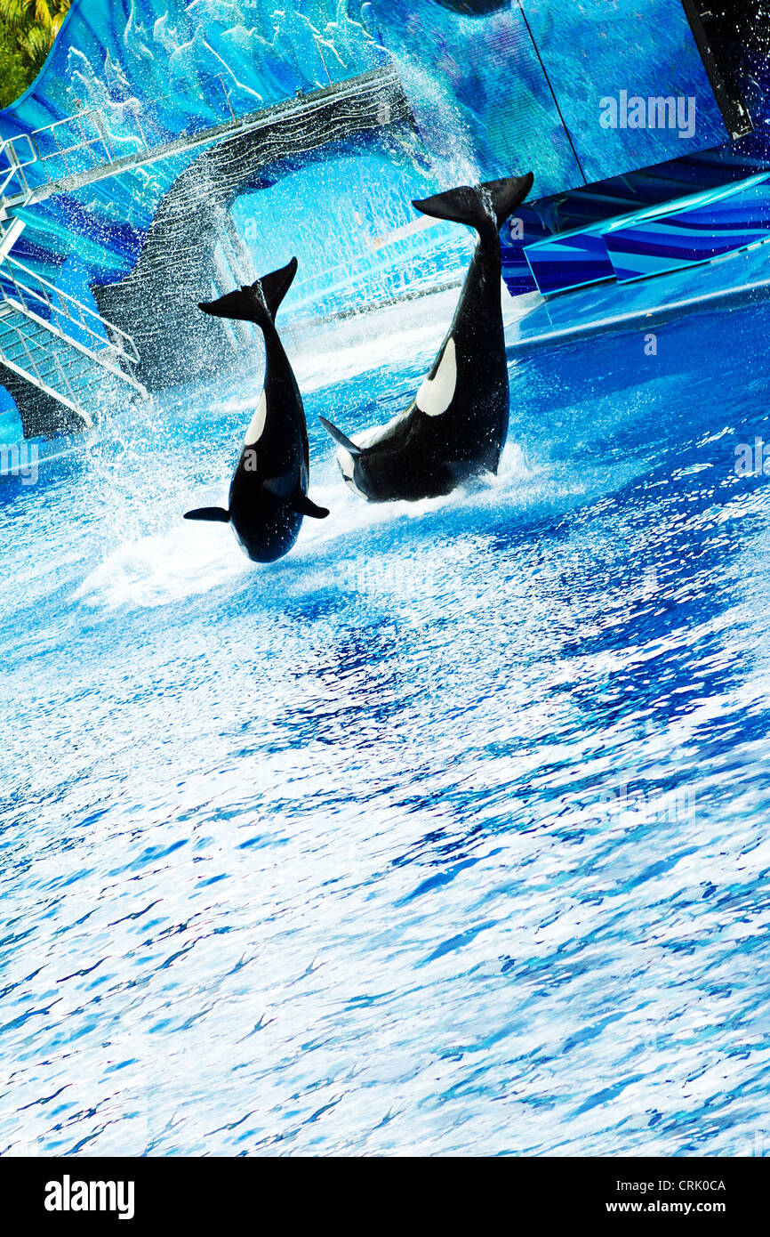 Seaworld orlando shamu hi-res stock photography and images - Alamy
