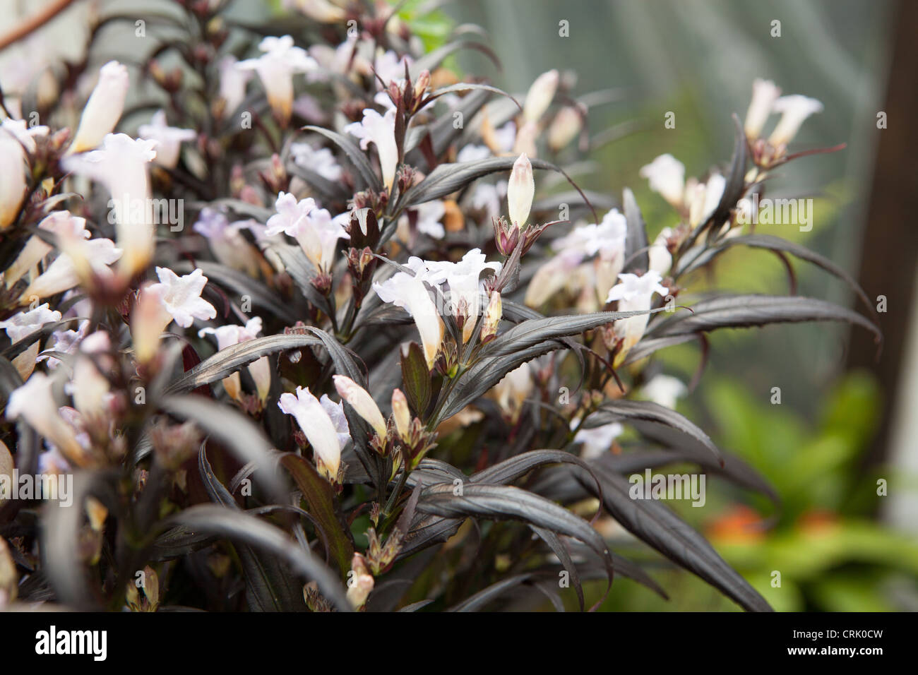 Flowering Strobilanthes anisophyllus Brunetti Stock Photo - Alamy