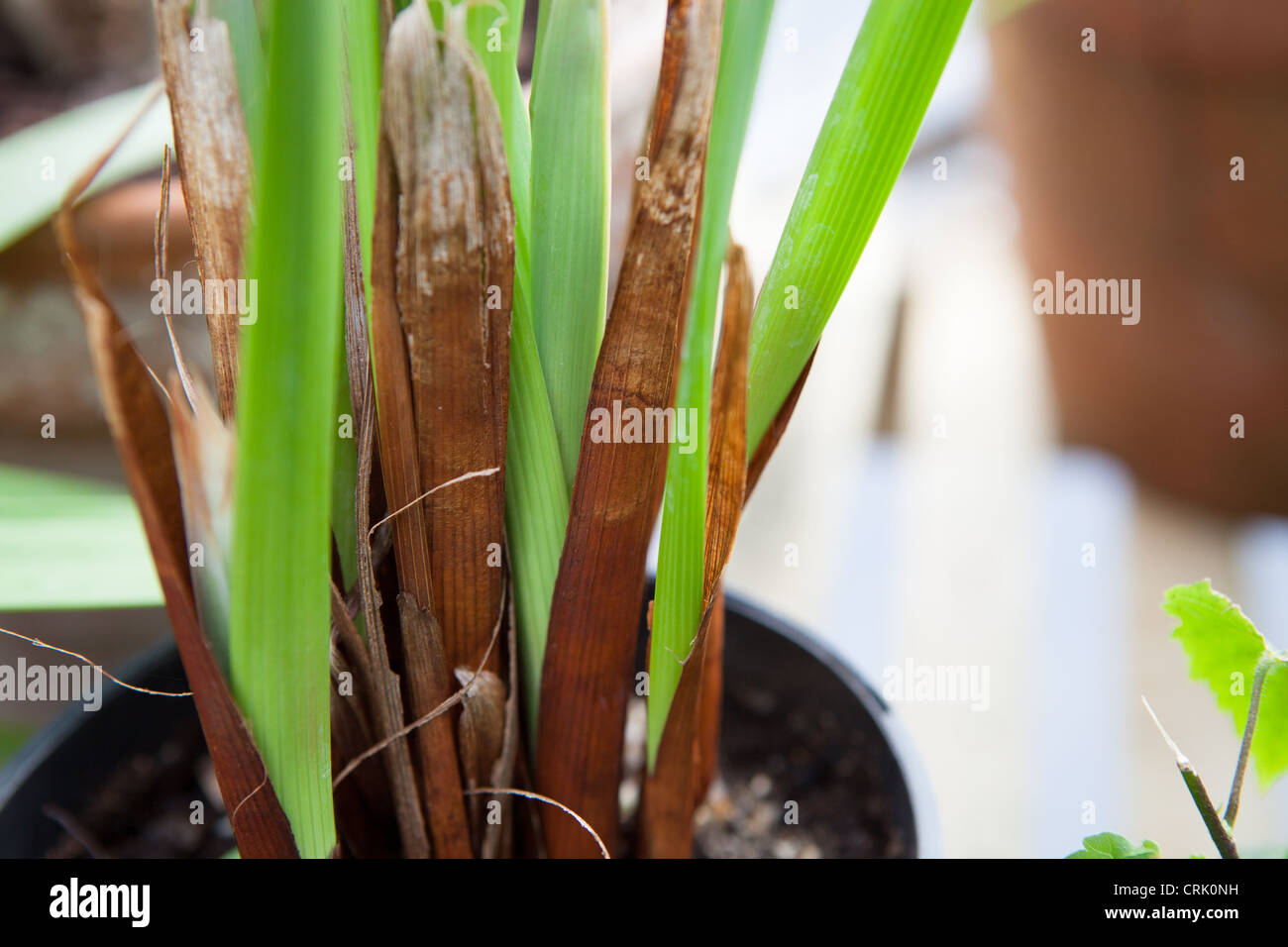 Morea hi-res stock photography and images - Alamy