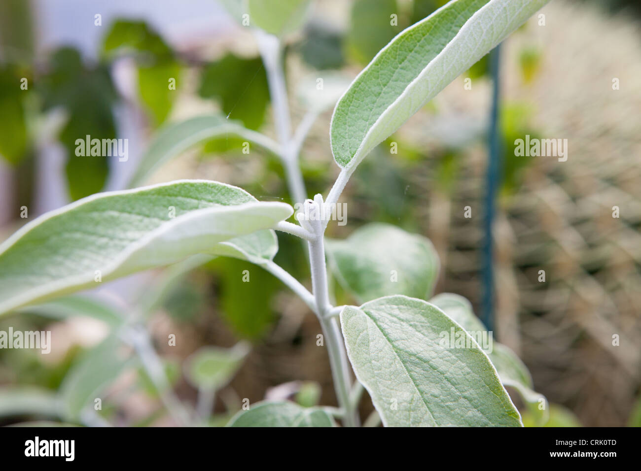 Andean silver leaf sage hi-res stock photography and images - Alamy