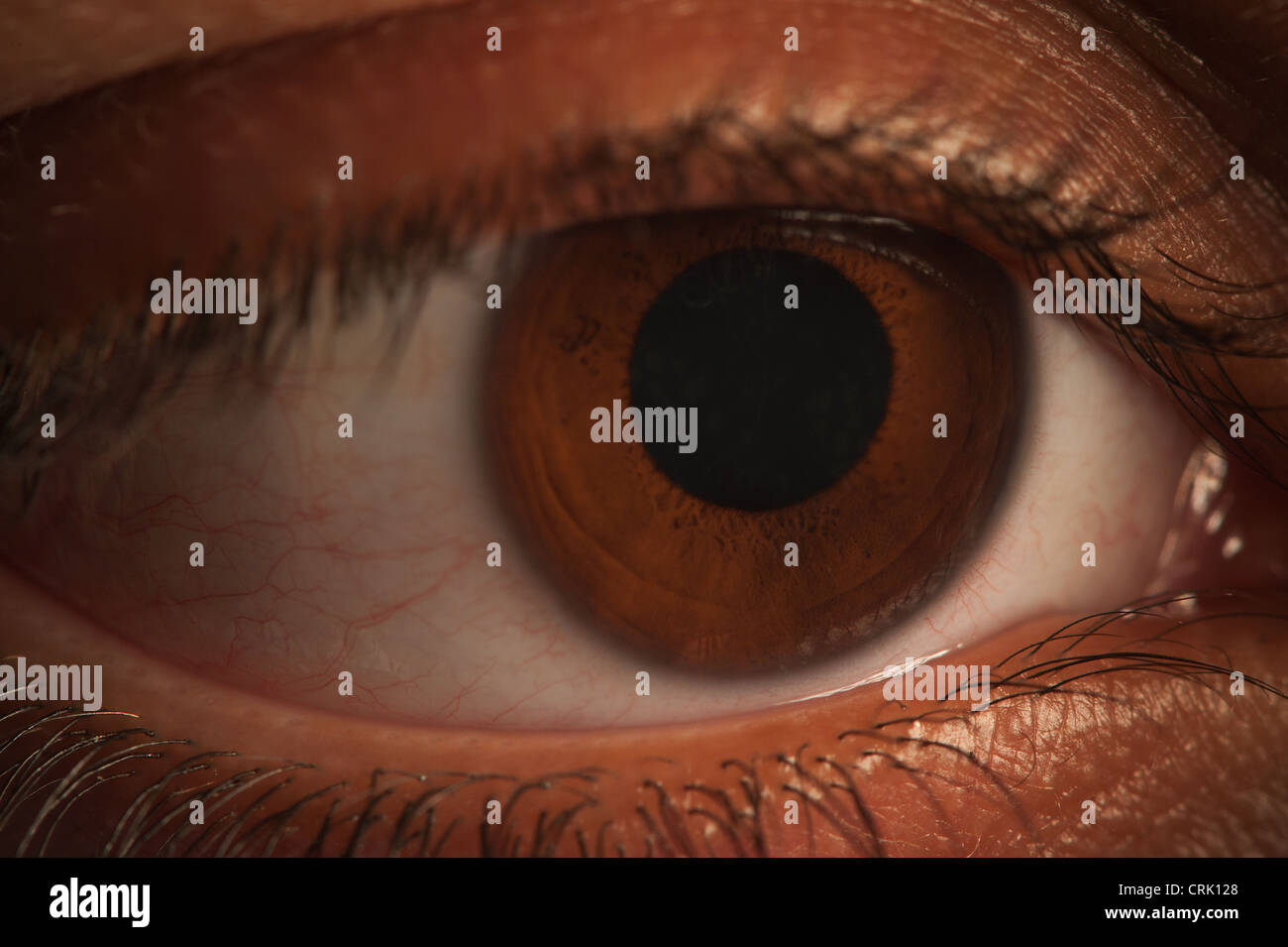 Transparent eyelid hi-res stock photography and images - Alamy