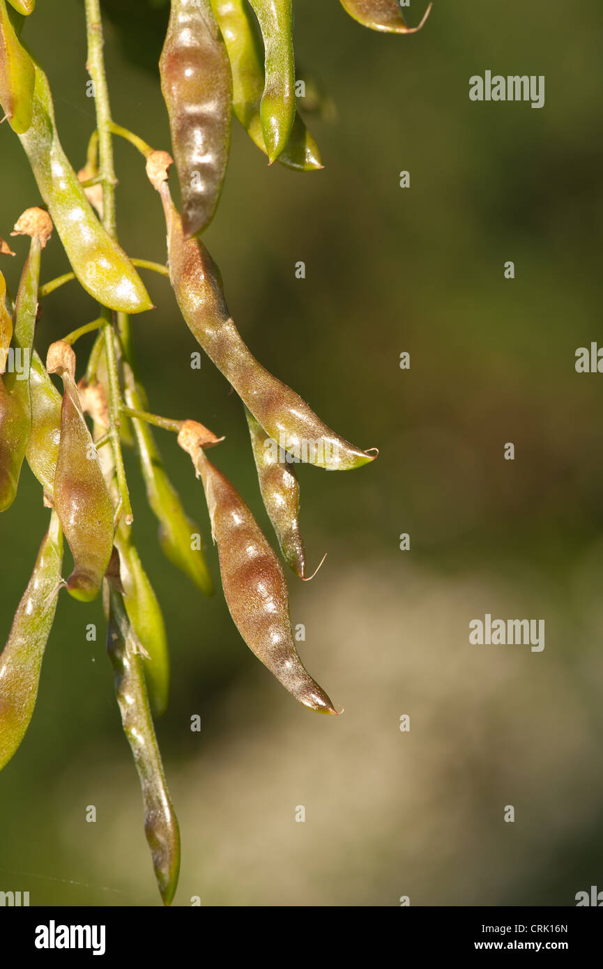 poisonous legume seeds hanging off Laburnum tree flattened flat case ...