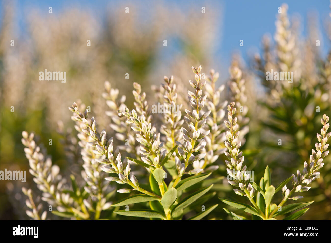 Inflorescence of white Gem hebe plant flowers Stock Photo - Alamy