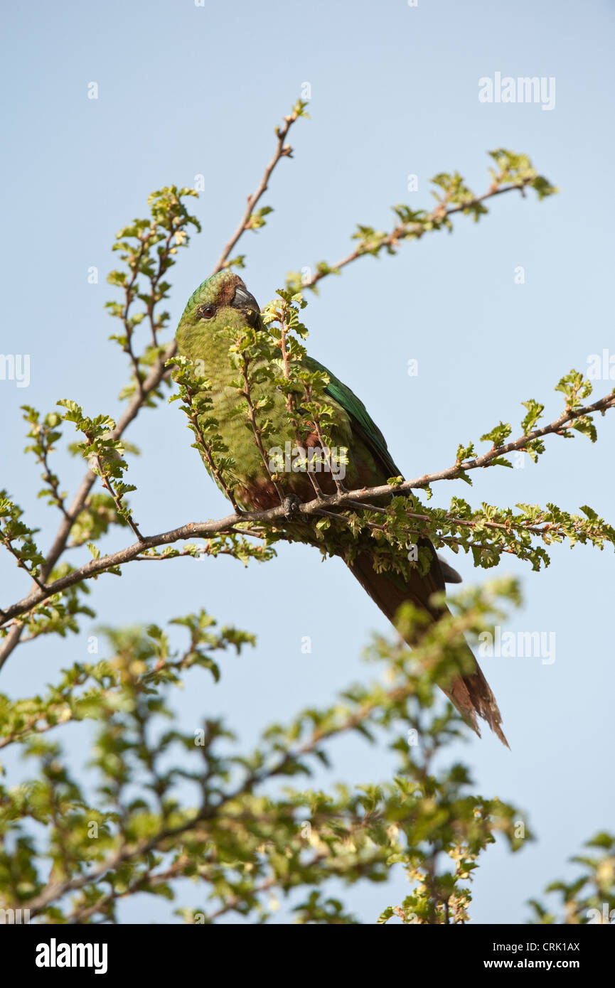 Austral Parakeet (Enicognathus ferrugineus) feeding on Antarctic Beech ...