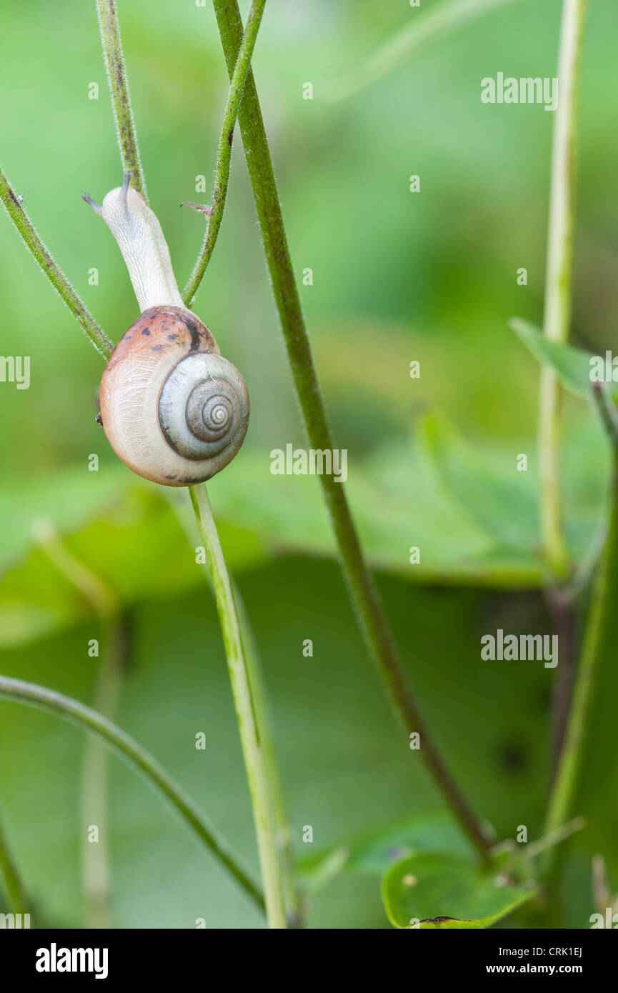 Common garden snail carefully climbing up slender stem contrasting with ...