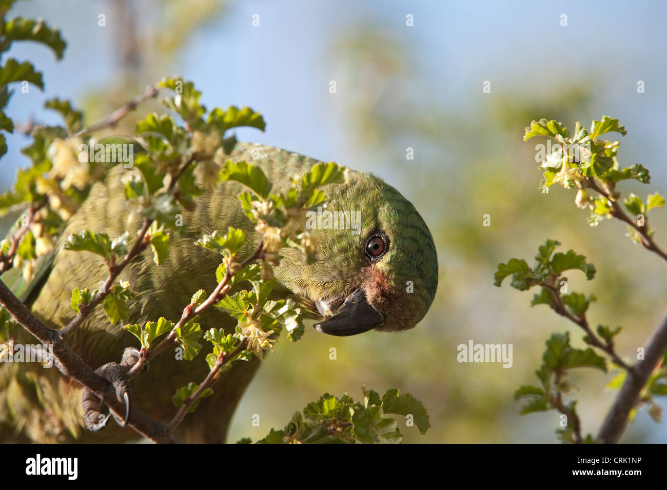 Austral Parakeet (Enicognathus ferrugineus) feeding on Antarctic beech ...