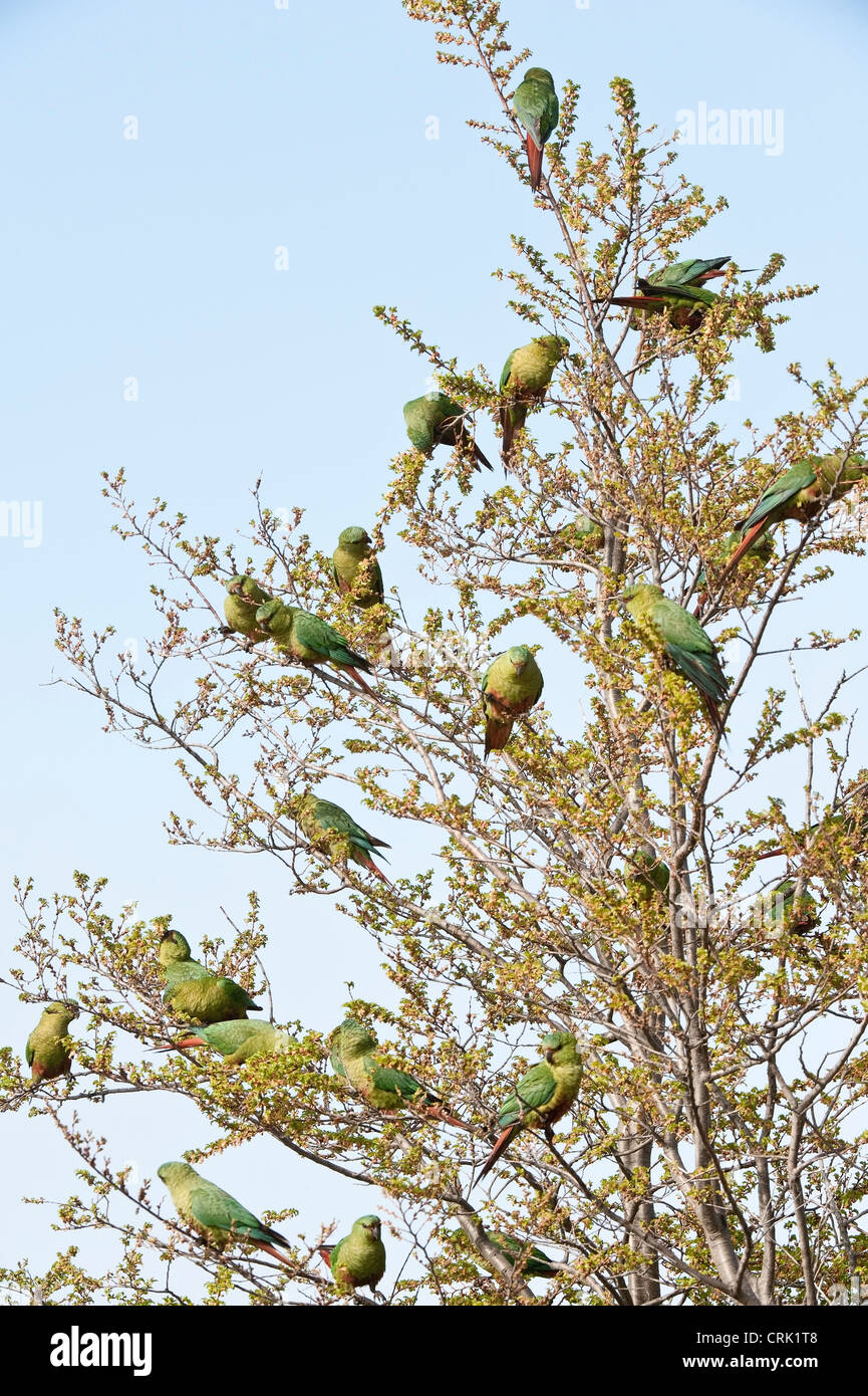 Austral Parakeet (Enicognathus ferrugineus) feeding on Antarctic beech ...