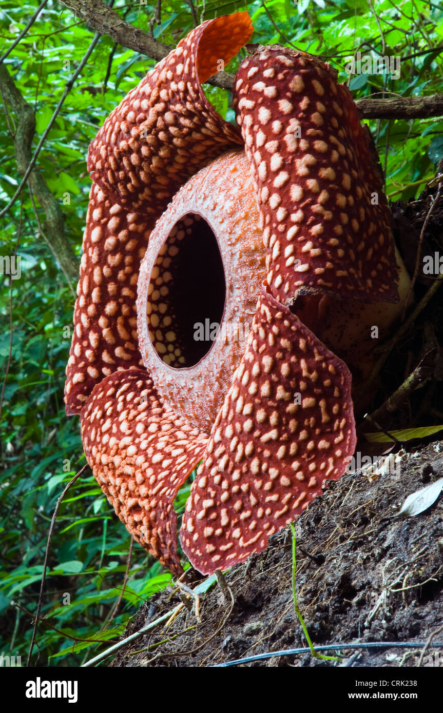 National flower of indonesia hi-res stock photography and images - Alamy