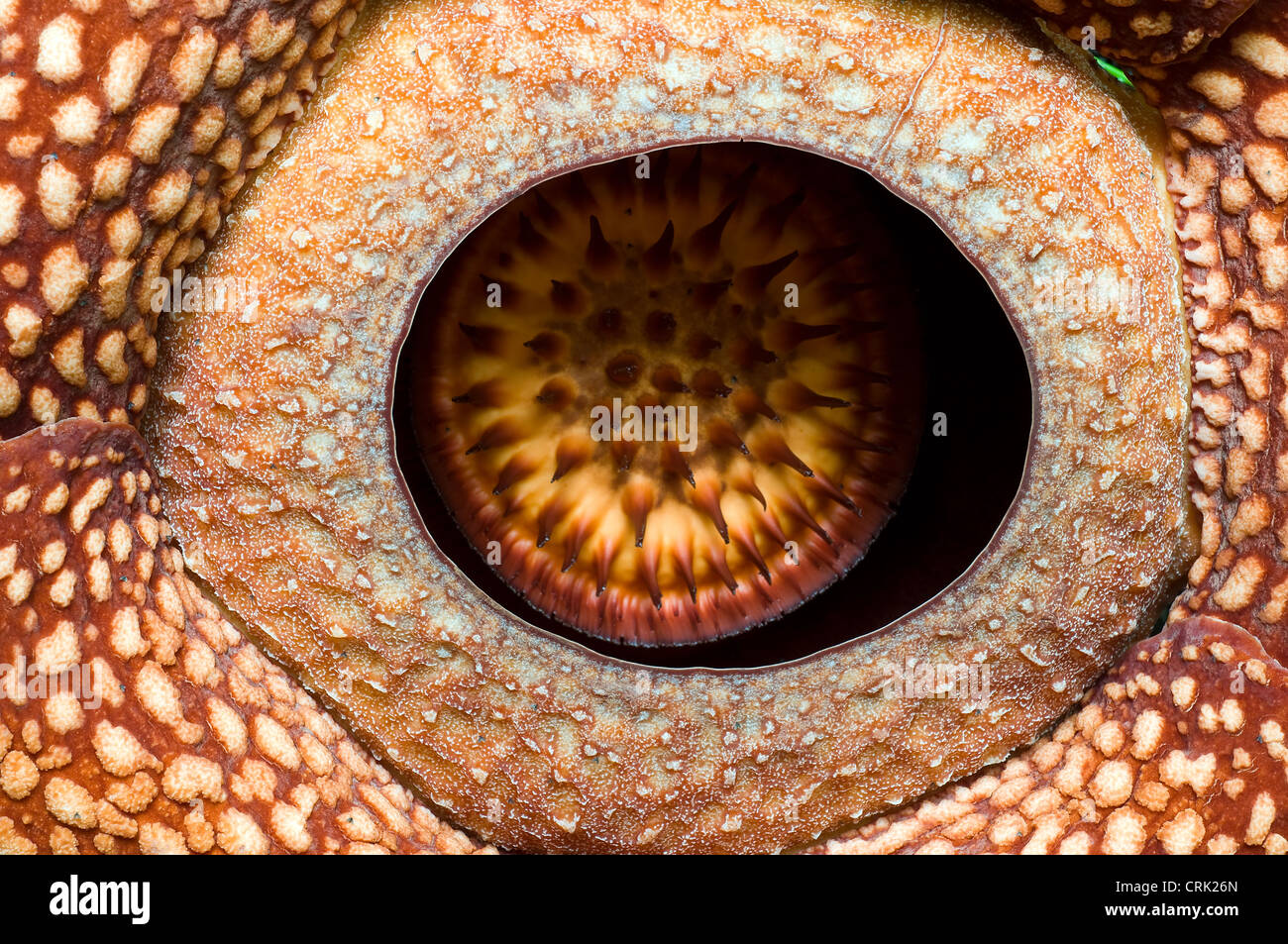 rafflesia flower palupuh national park bukittingi sumatra indonesia ...