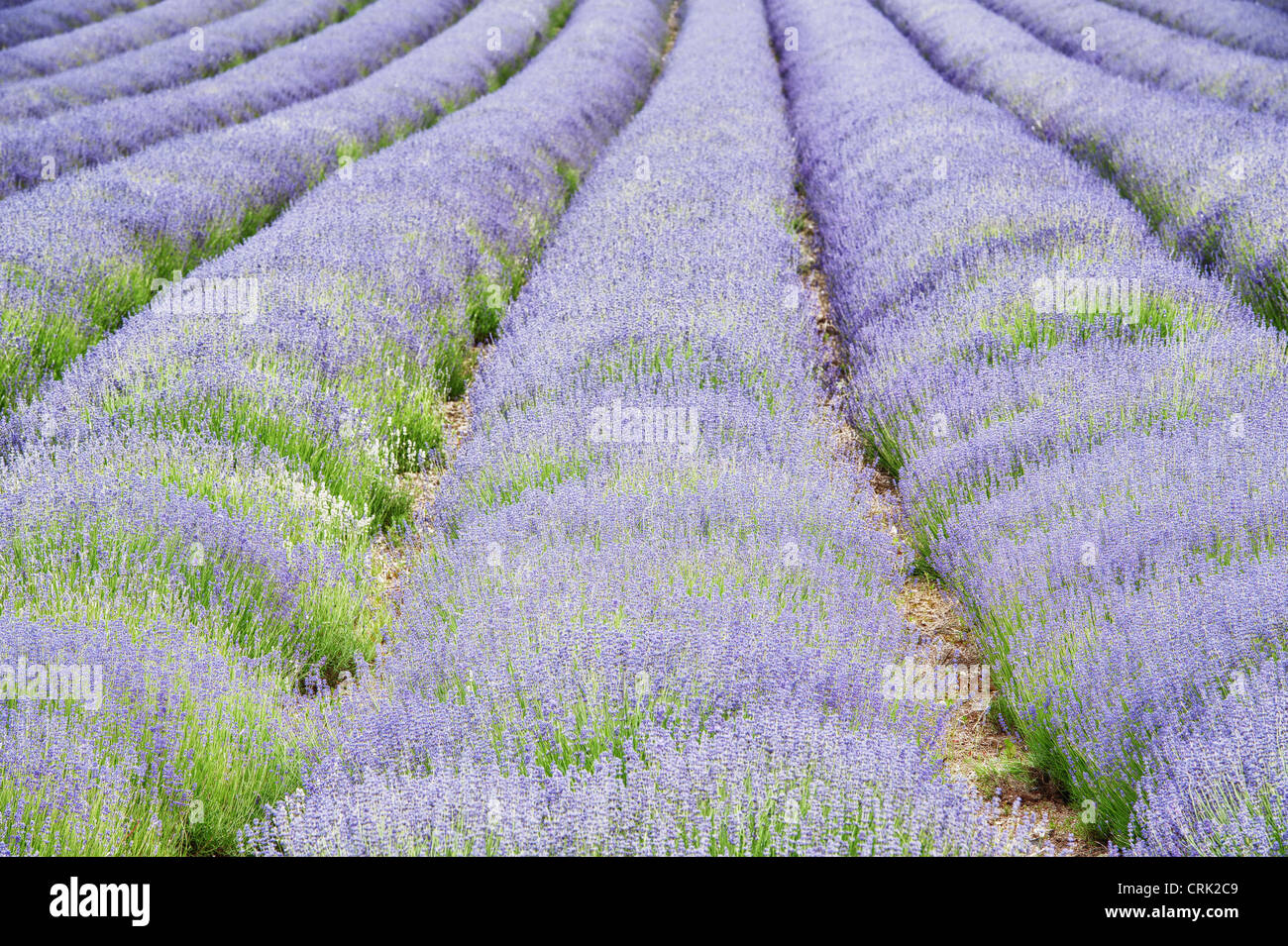 Lavender field in early stages of flowering on chalk valley Darent ...