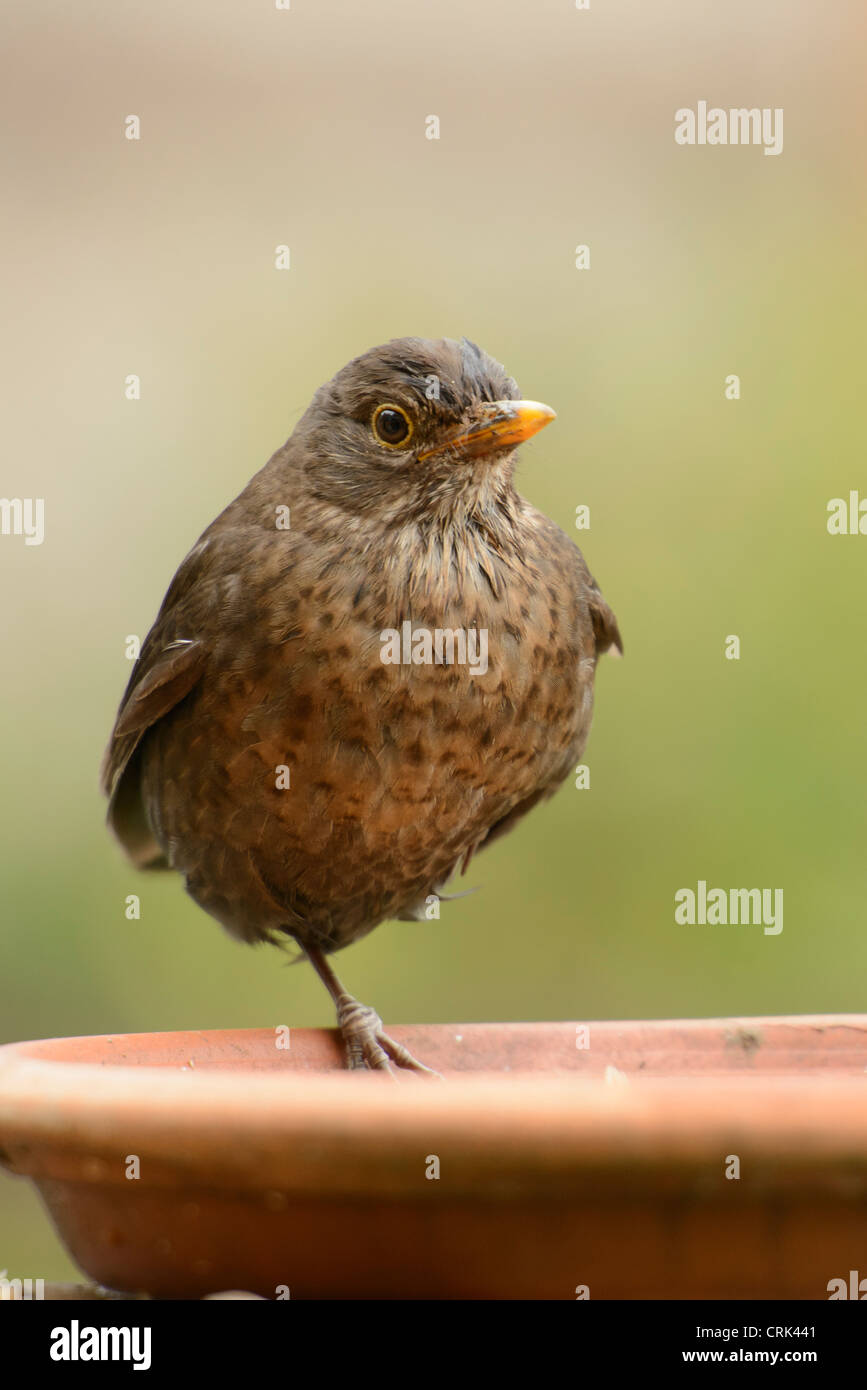 Young thrush hi-res stock photography and images - Alamy
