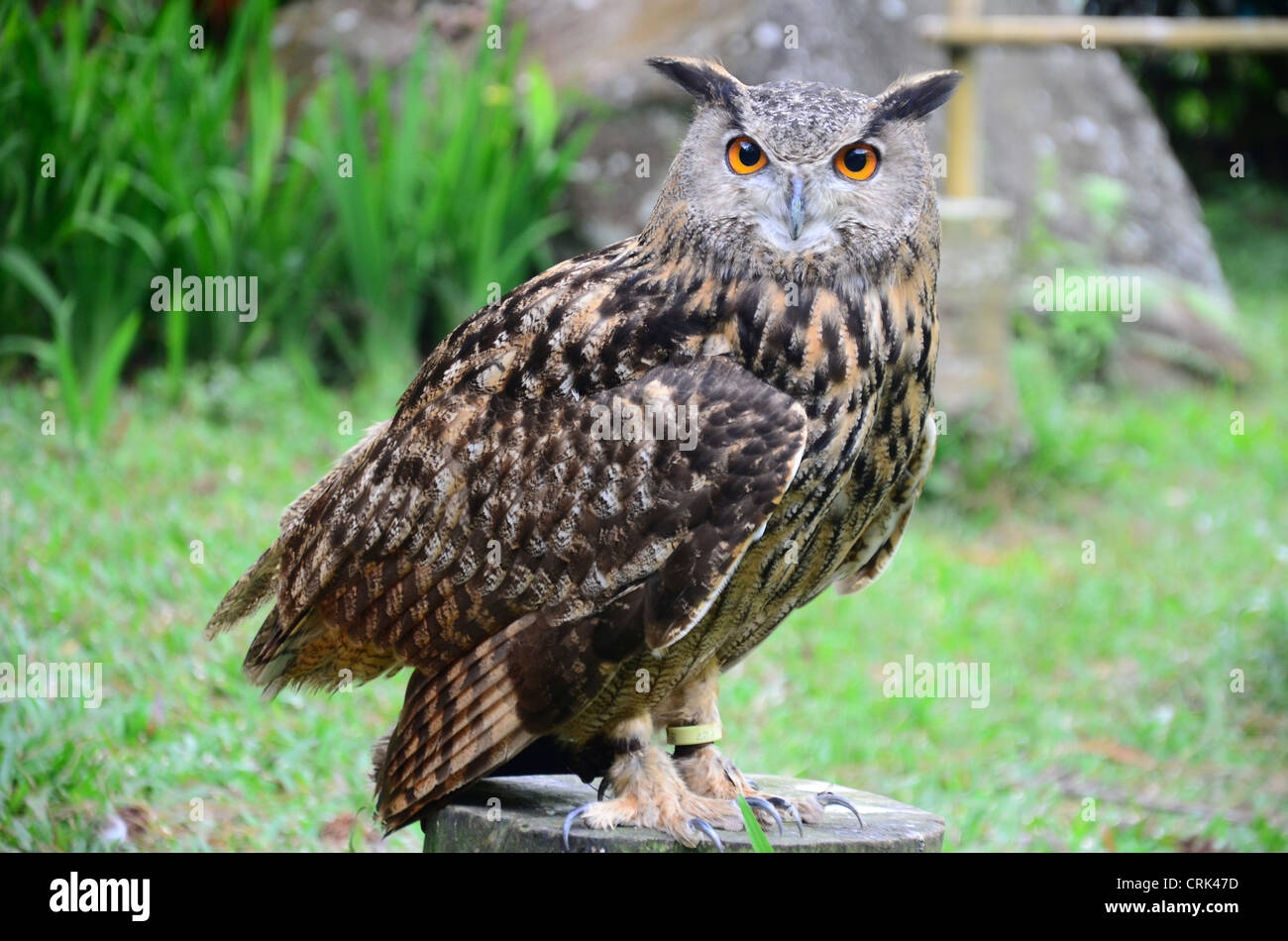 Beauty owl hi-res stock photography and images - Alamy