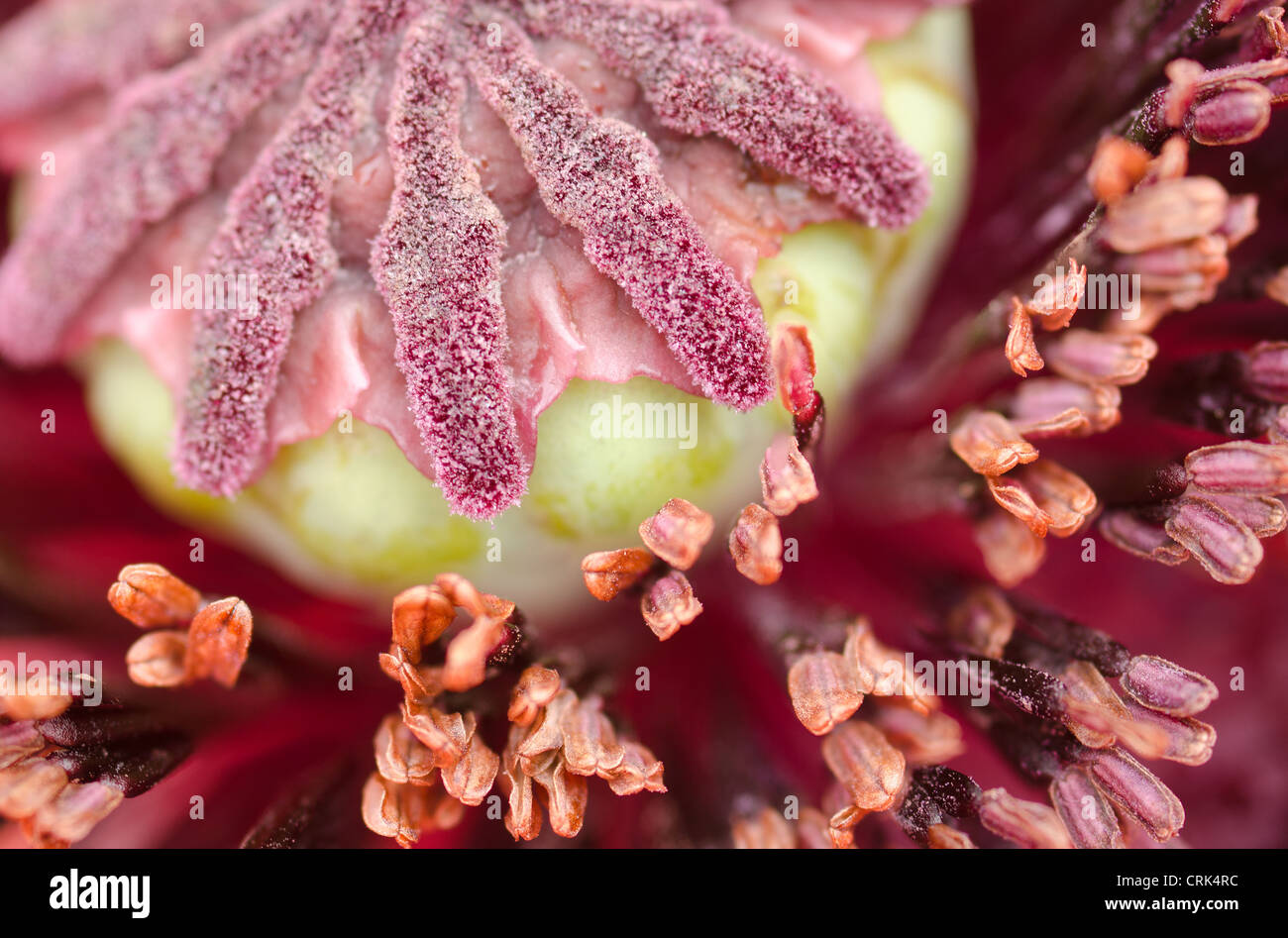 Flowering parts of an oriental poppy Papaver orientale Stock Photo - Alamy
