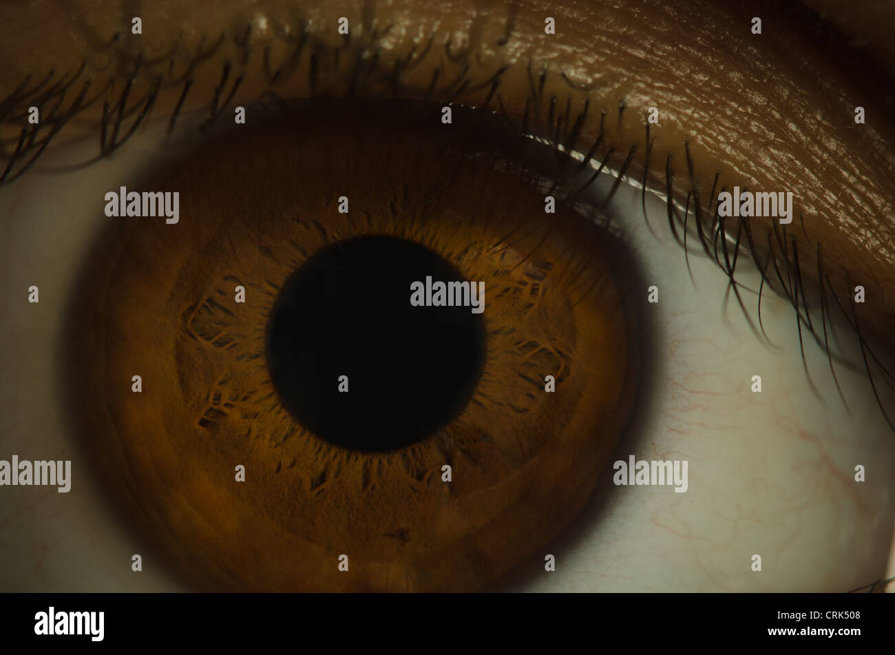Brown human eye close up with detailed structure of iris pupil eyelid ...