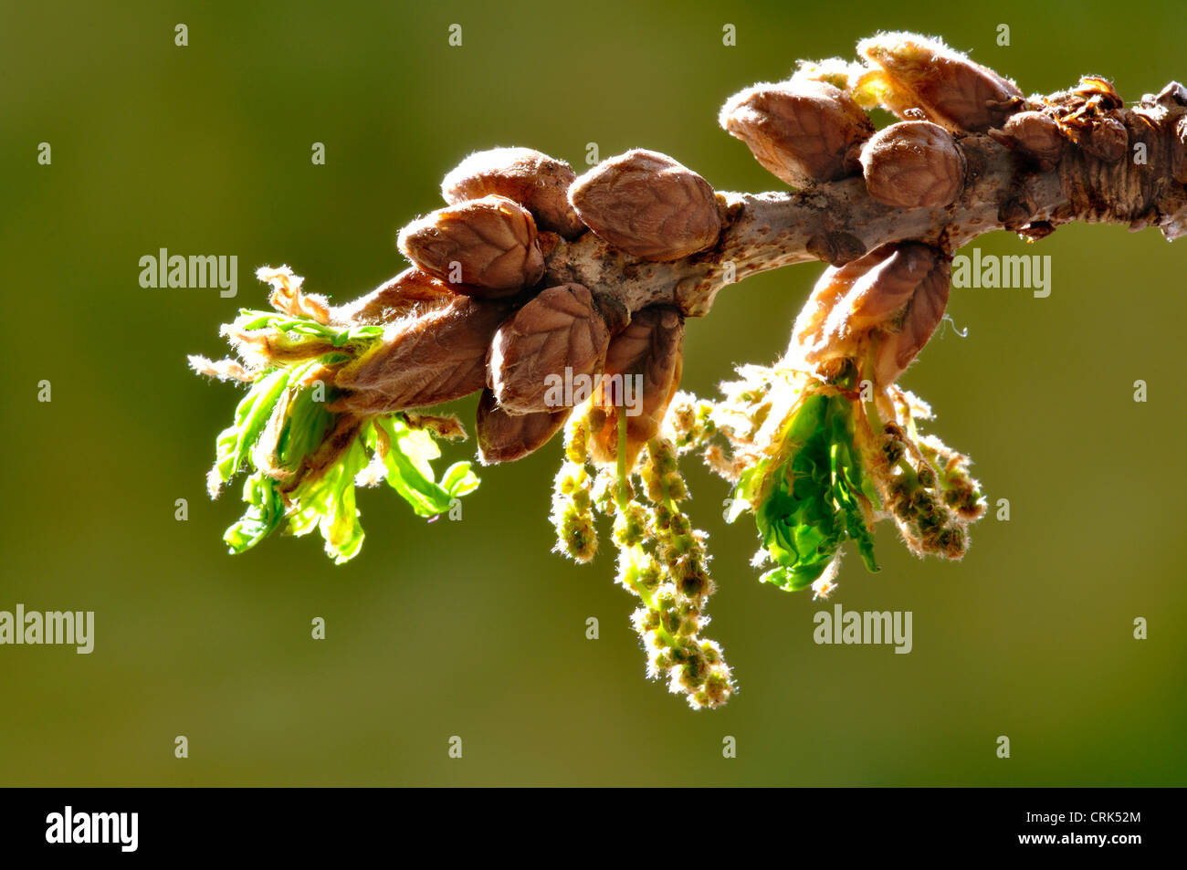 Oak buds march hi-res stock photography and images - Alamy