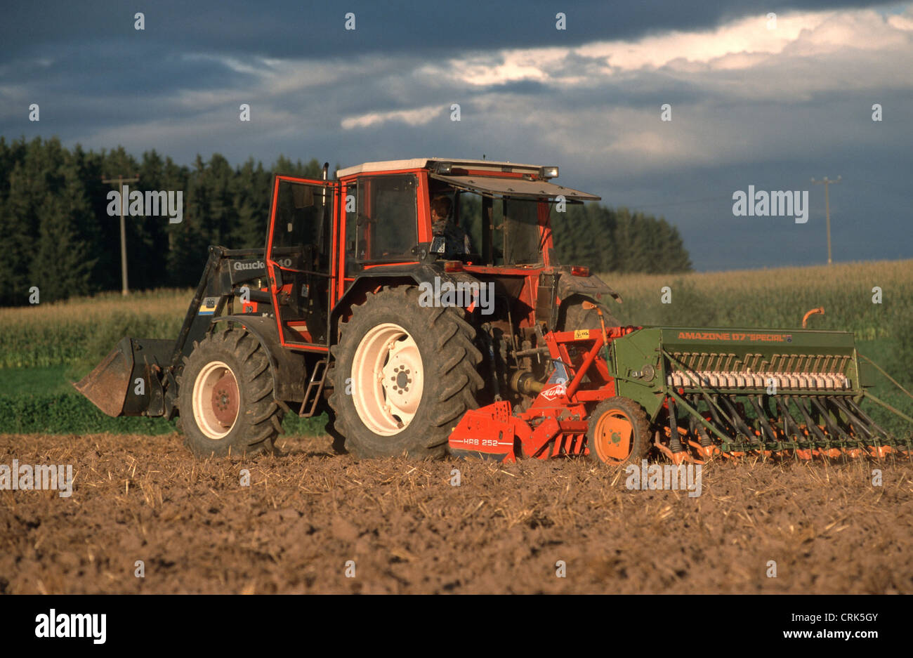 Sowing of mustard Stock Photo - Alamy