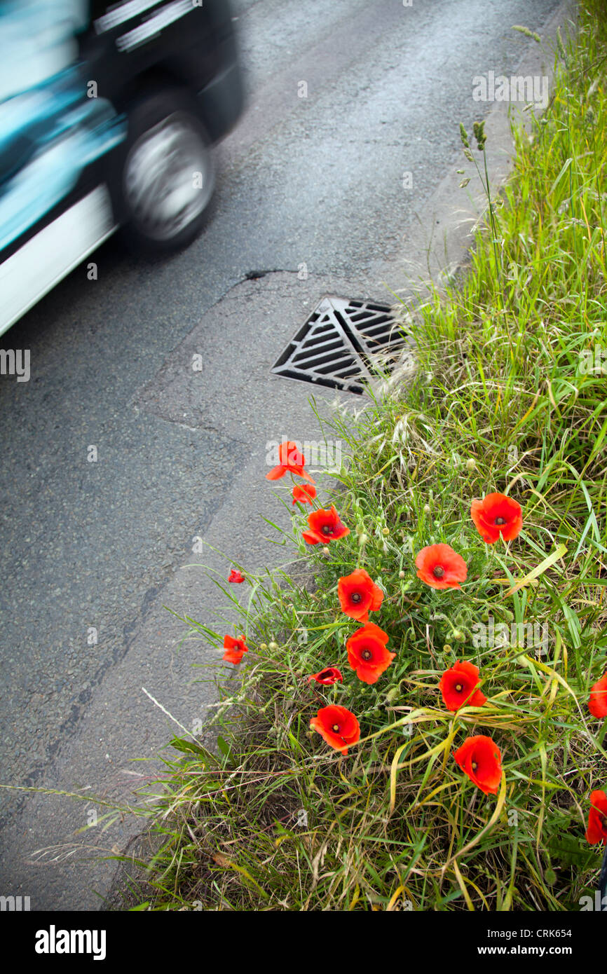 Wild Roadside Poppies Stock Photo - Alamy