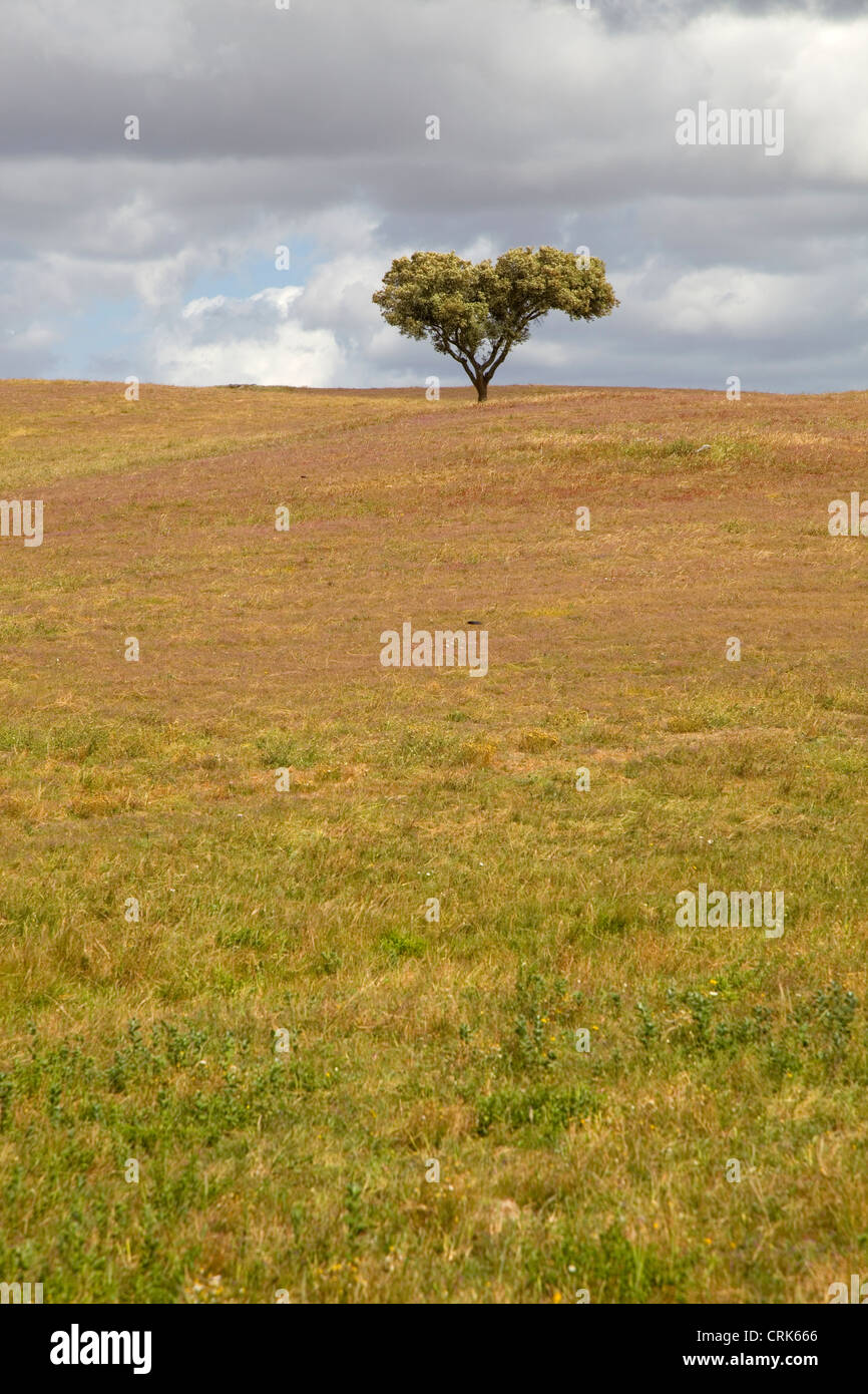 alentejo farm view, in the south of portugal Stock Photo - Alamy