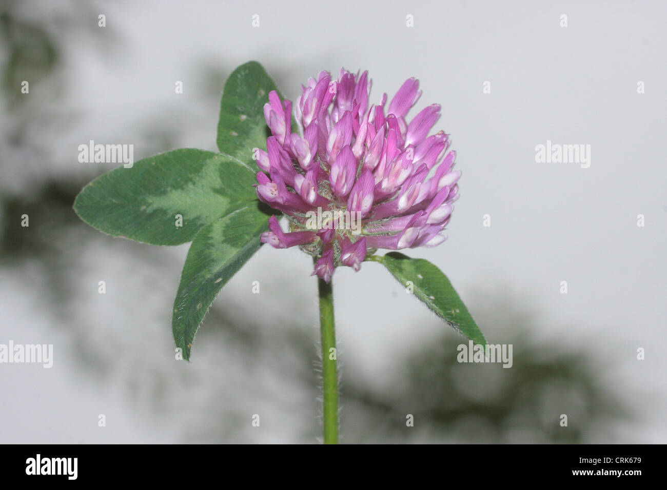 Perennial red clover hi-res stock photography and images - Alamy