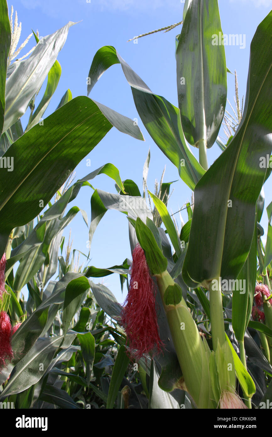 Mealie Corn High Resolution Stock Photography and Images - Alamy