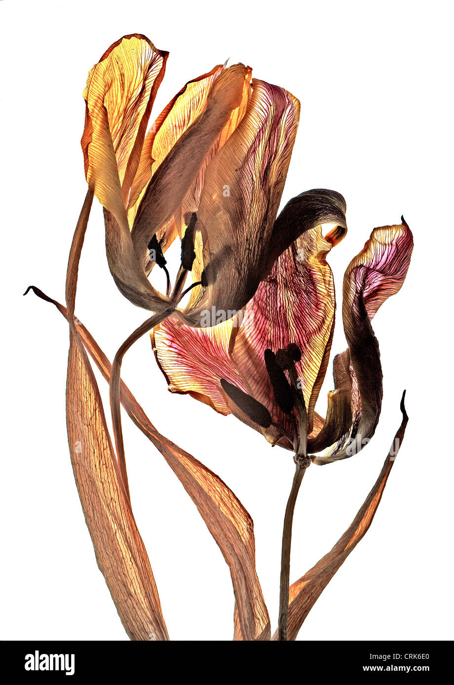 Dried tulips hi-res stock photography and images - Alamy