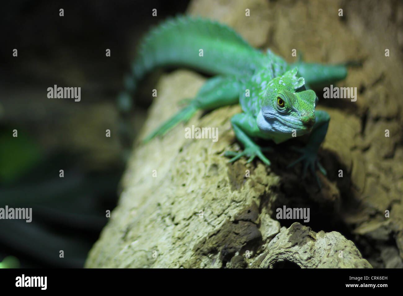 Jesus lizard hi-res stock photography and images - Alamy