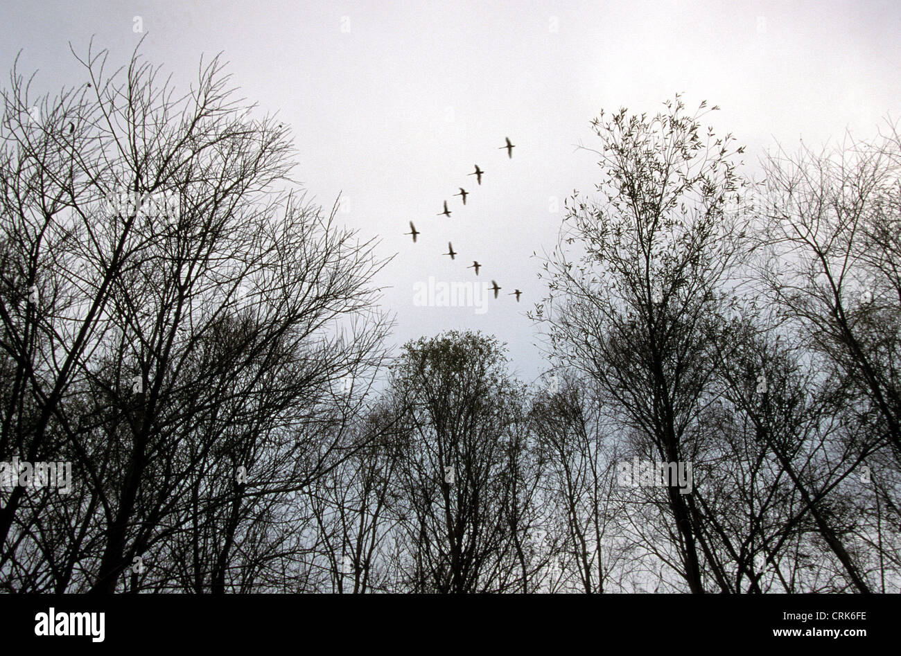 Bird flight route Stock Photo - Alamy