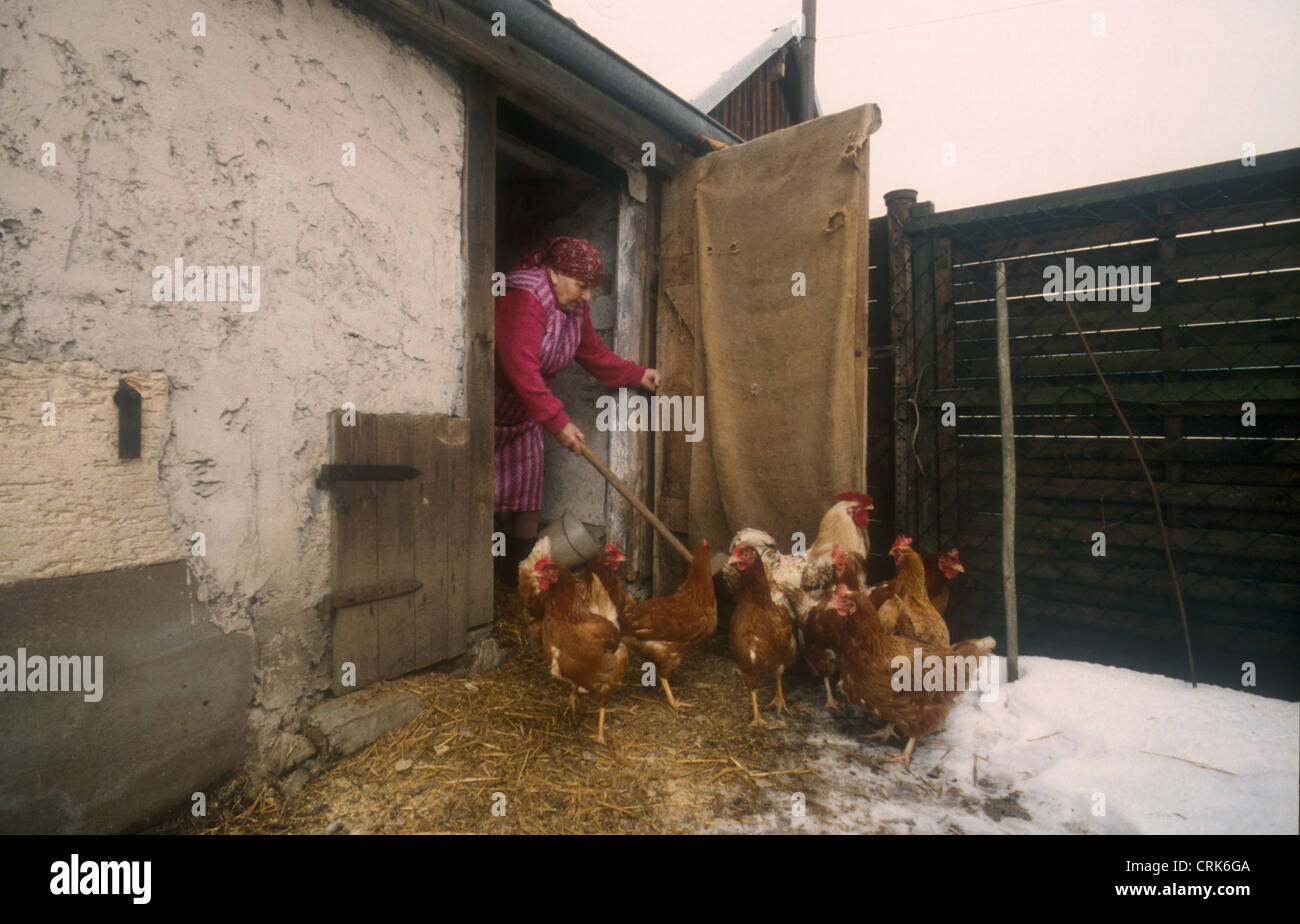 Barn chickens hi-res stock photography and images - Alamy