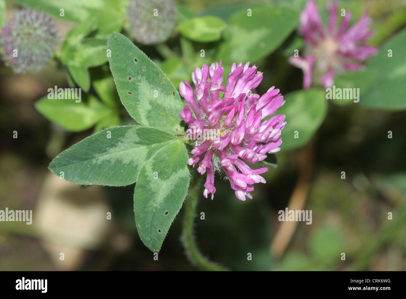 Perennial red clover hi-res stock photography and images - Alamy