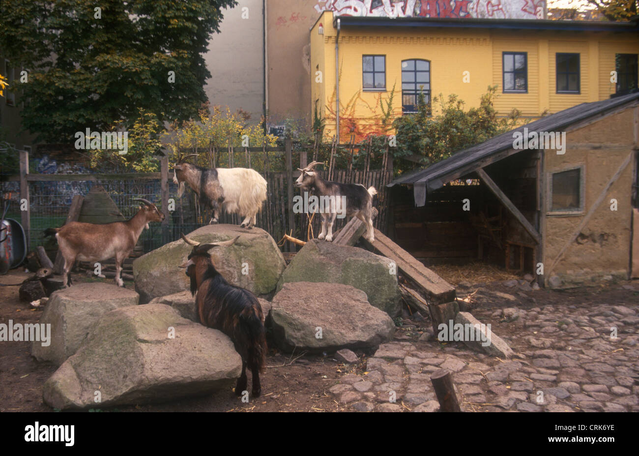 Goats in the backyard in Berlin Stock Photo - Alamy