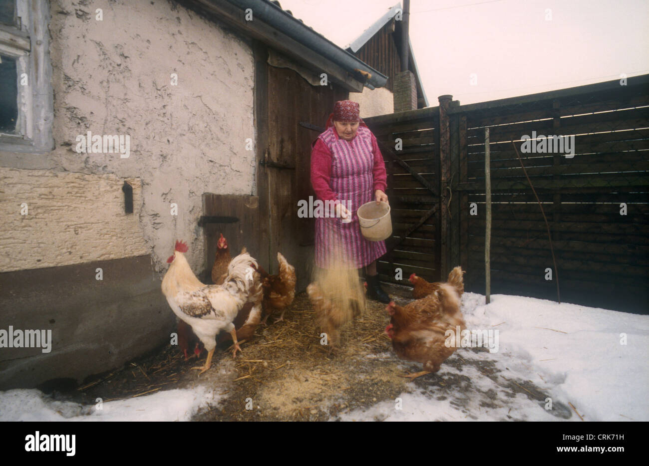 Einöd-old peasant woman feeding chickens Stock Photo - Alamy