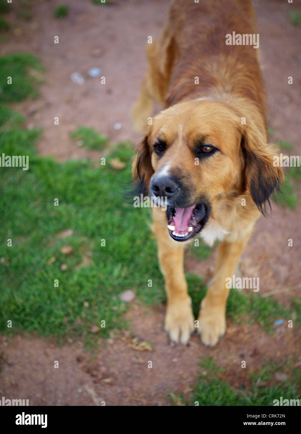 Dog with mouth open Stock Photo - Alamy