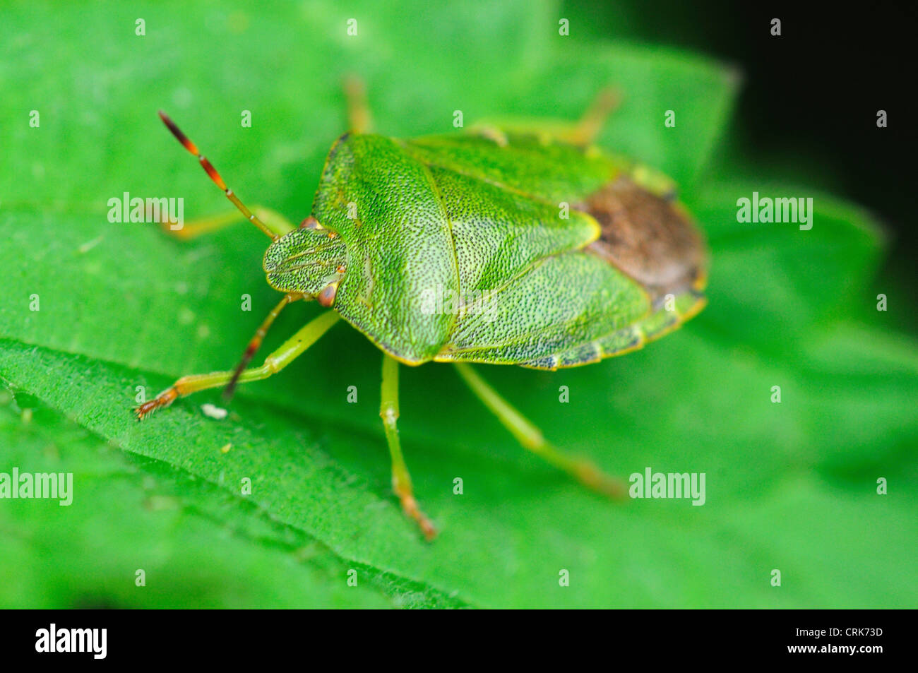 A well camouflaged green shield bug UK Stock Photo - Alamy